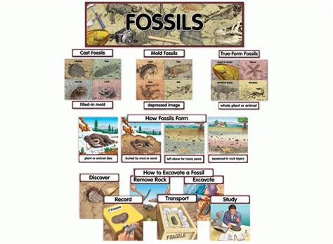 Fossils Display Set