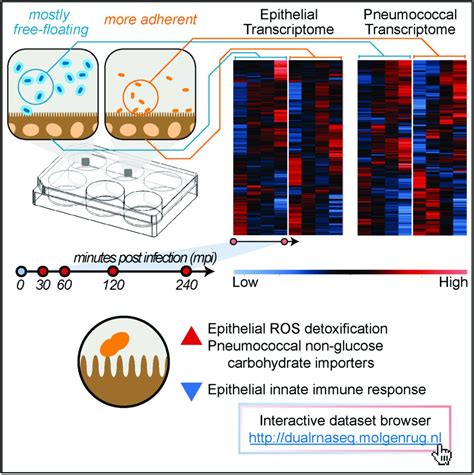Time Resolved Dual Rna Seq Reveals Extensive Rewiring Of Lung