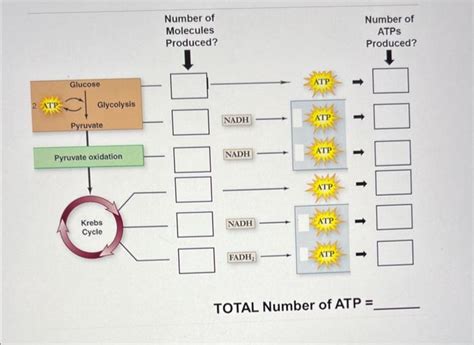 Solved TOTAL Number Of ATP Chegg Com