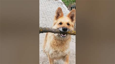 გერმანული ნაგაზი Youtube