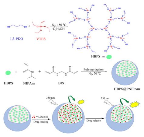 Synthesis Of Hyperbranched Polysiloxanepolyn Isopropylacrylamide