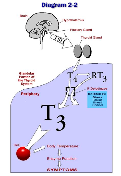 Euthyroid Sick Syndromes High T4 Syndrome Low T3 Syndrome