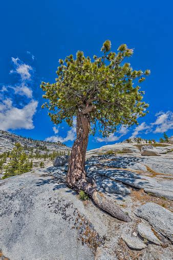 제프리 파인 피누스 제프리 폰데로사 소나무와 관련된 북미 소나무입니다 바위 골절에서 화강암 바위에서 성장 올름스테드 포인트 요세미티 국립공원 0명에 대한 스톡 사진 및 기타
