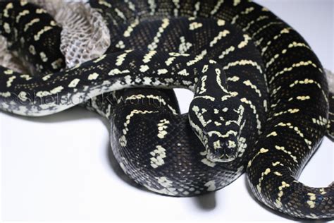 Diamond X Jungle Carpet Python By Cheynei On Deviantart Diamond X Jungle Carpet Python By Cheynei On Deviantart
