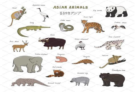 Wild Wonders Of Asia Exploring The Fascinating World Of Asian Animals