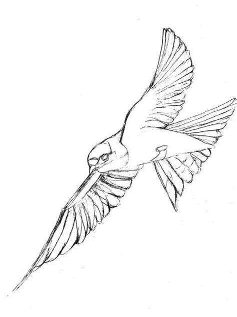 Draw Barn Swallow Individual Feathers Bird Academy The Cornell Lab