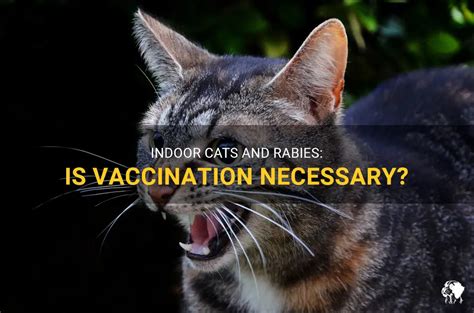 Indoor Cats And Rabies Is Vaccination Necessary PetShun