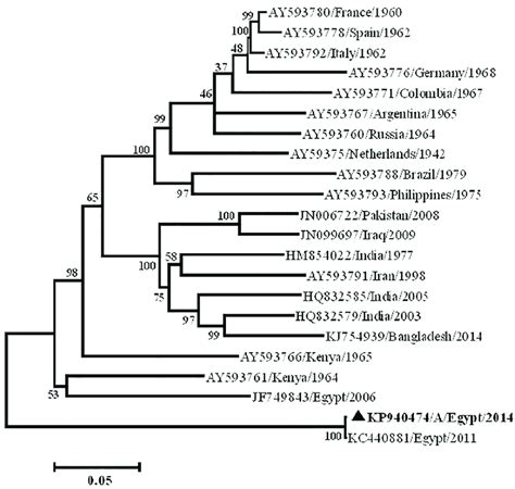 Phylogenetic Analysis Based On Nucleotides Of Serotype Download