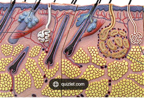 Integumentary Model Diagram Diagram Quizlet
