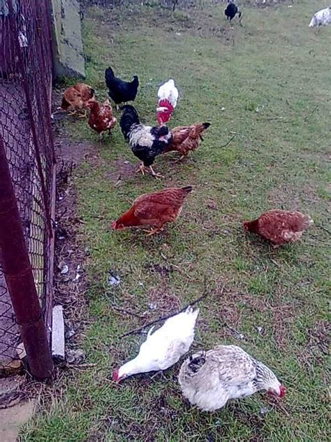 Продава петли Кокошки Пилета Селскостопански животни Черноморец