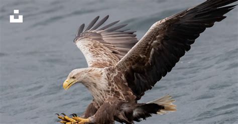 물 위를 날고있는 대머리 독수리 사진 Unsplash의 무료 영국 이미지 물 위를 날고있는 대머리 독수리 사진 Unsplash의 무료 영국 이미지