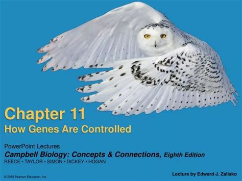 Ppt Control Of Gene Expression Powerpoint Presentation Free Download Id5717610