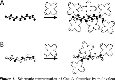 Figure 1 From Control Of Multivalent Interactions By Binding Epitope