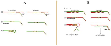 Novel Semi Nested Real Time Pcr Assay Leveraging Extendable Blocking Probes For Improved Shox2