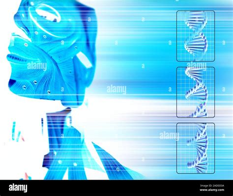 Genomics Conceptual Computer Artwork Of An Anatomical Model Of The Human Face With A DNA