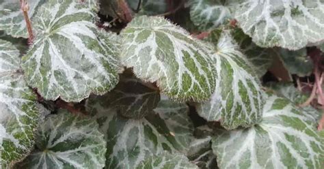 Strawberry Begonia Care How To Grow Saxifraga Stolonifera