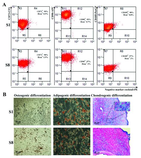 Analysis Of Surface Markers Expression And Multilineage Differentiation