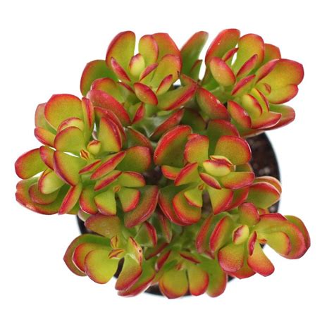Crassula Ovata Crosbys Compact Leaf And Clay