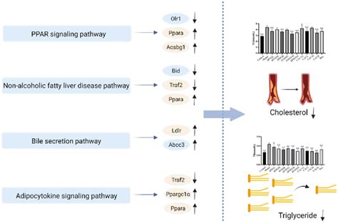 Four Pathways Related To Hypolipidemia Figure Was Created With Download Scientific Diagram
