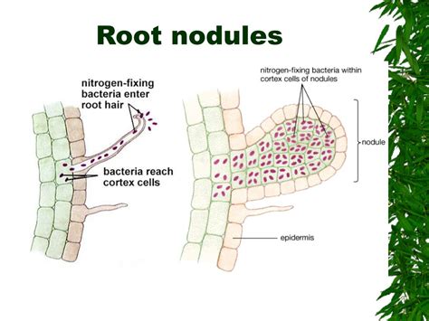 PPT Chapter 6 Roots PowerPoint Presentation Free Download ID 5564945
