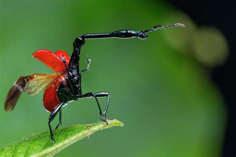 Giraffe Weevil Andasibe Mantadia National Park Madagascar Photograph