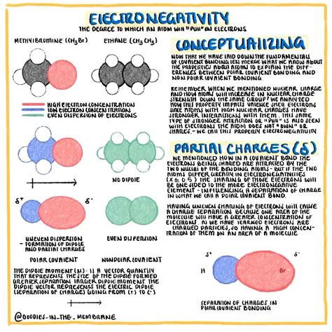 Organic Chemistry Infographic About Partial Charges And More Doodles In The Membrane Artofit