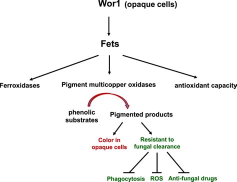 Wor1‐up‐regulated Fets Function As Pigment Mcos Required For Pigment Wor1‐up‐regulated Fets Function As Pigment Mcos Required For Pigment