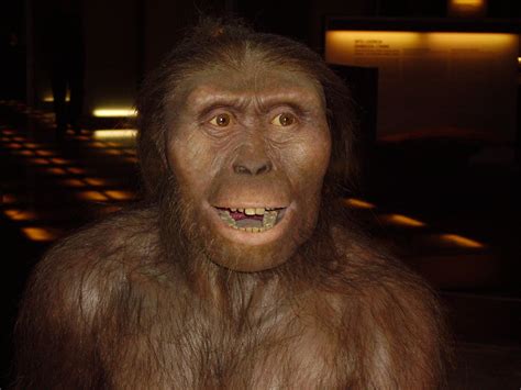 Australopithecus Significado Tudo Sobre Australopithecus Significado
