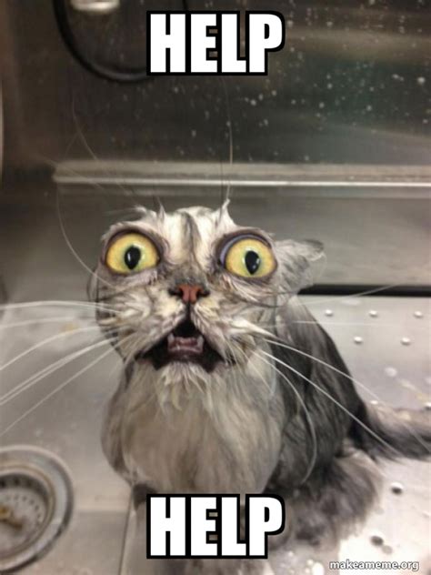 Help Help Cat Bath Meme Generator