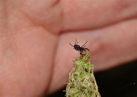 BugBitten When Ticks Fly Can Static Attract The Lyme Disease Carriers Without Touching