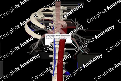 Lateral Basal Segmental Bronchus Of Left Lung Complete Anatomy