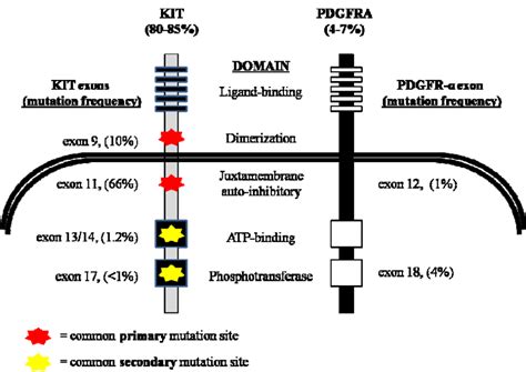 Kitpdgfr α Structure And Mutation Frequencies Download Scientific