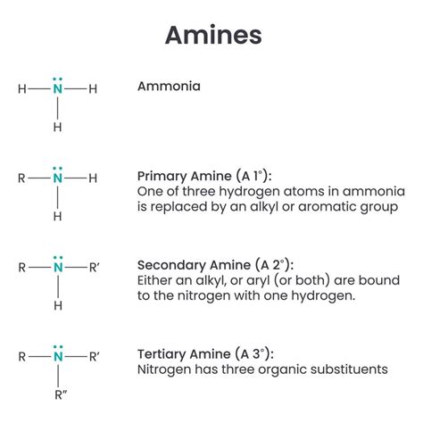 Amines Biochemistry Functional Group Science Vector Illustration