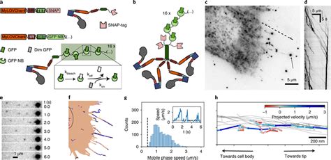 Single Molecule Imaging Of Engineered Motor Constructs In Live Cells A Download Scientific
