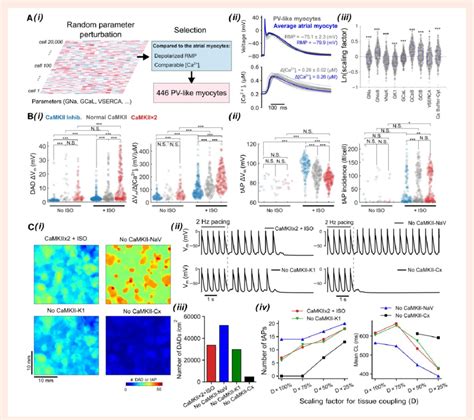 populations of pv like myocytes and tissues demonstrate critical roles