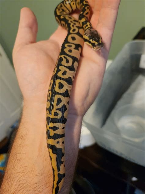 Help Identifying Hatchlings Ball Pythons MorphMarket Reptile Community