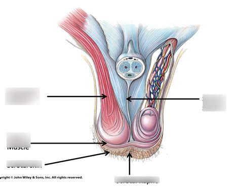 Scrotum Support Structures Diagram Quizlet