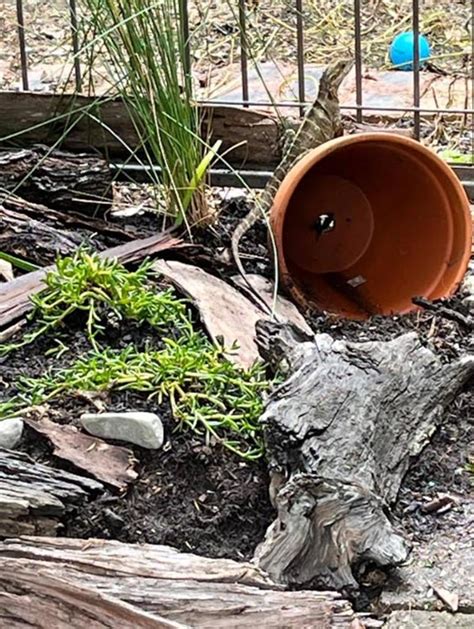 Constructing Lizard Habitat Environmental Activities For Preschoolers