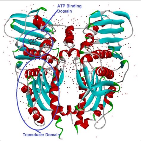 The 3d Dimensional Structure Of α Topo Ii Pdbid1zxm Binding Site