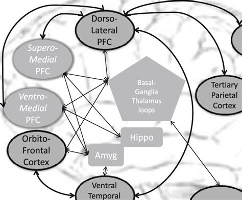 Reciprocal Connections Between Various Convexities Of The Prefrontal