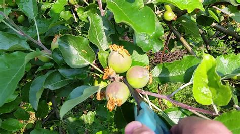 Прореждане на Ябълка рязана на цвят Youtube