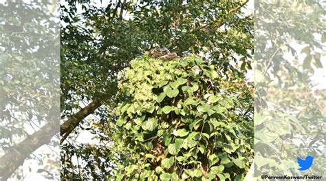 Can You Spot Which Animal Is In This Photo Trending News The