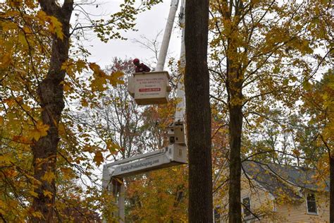 Tree Pruning In Central NJ Star Rated