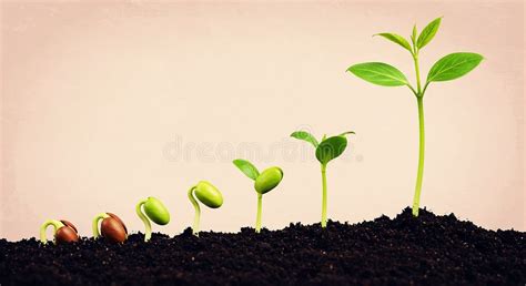 Growing Stages Of A Plant Are Shown Progressing From Seed To A Small Plant With Stock