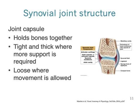 Musculoskeletal System Joint Classifications Flashcards Quizlet