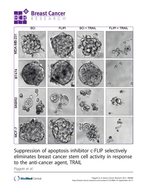 Pdf Erratum To Suppression Of Apoptosis Inhibitor C Flip Selectively Eliminates Breast Cancer