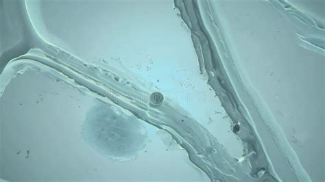 Exploring Fluid Dynamics In High Resolution Animation Of Cells Moving Through A Microenvironment