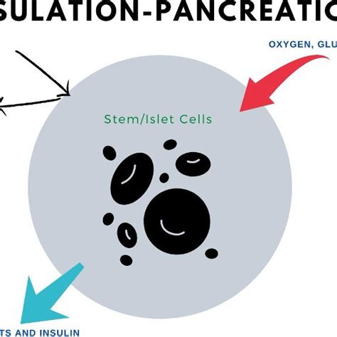 Encapsulation Devices Sites Supply Of Nutrients And Oxygen Download