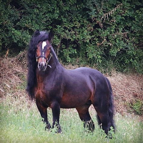 Irish Tinker Irish Cob Österreich Irish Tinker Cob At