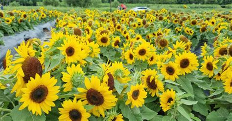 활짝 핀 키작은 해바라기